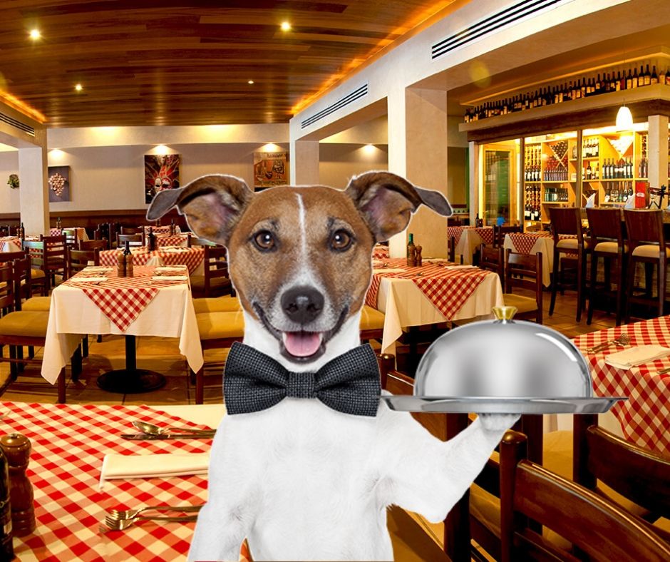 Construye un restaurante para perritos callejeros - Retratos
