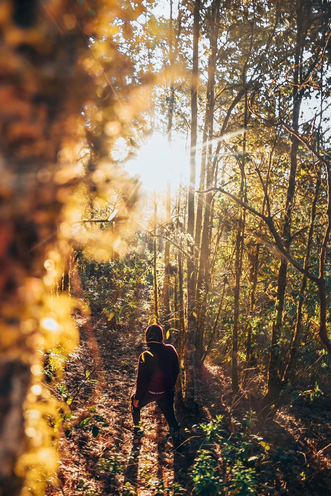 Conoce éstas cabañas en la sierra de Oaxaca; en un bosque mágico, lo ...