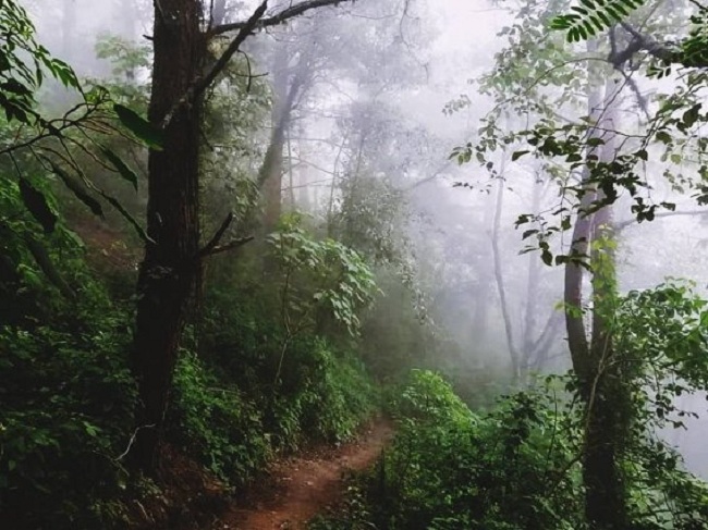 Conoce éstas cabañas en la sierra de Oaxaca; en un bosque mágico, lo ...